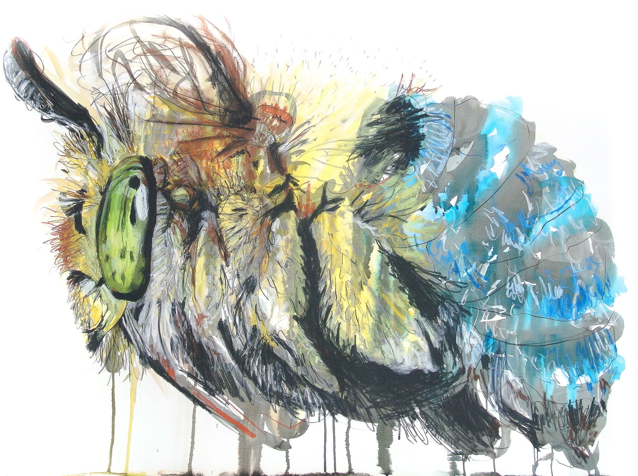 Blue Banded Bees « Meaghan Potter